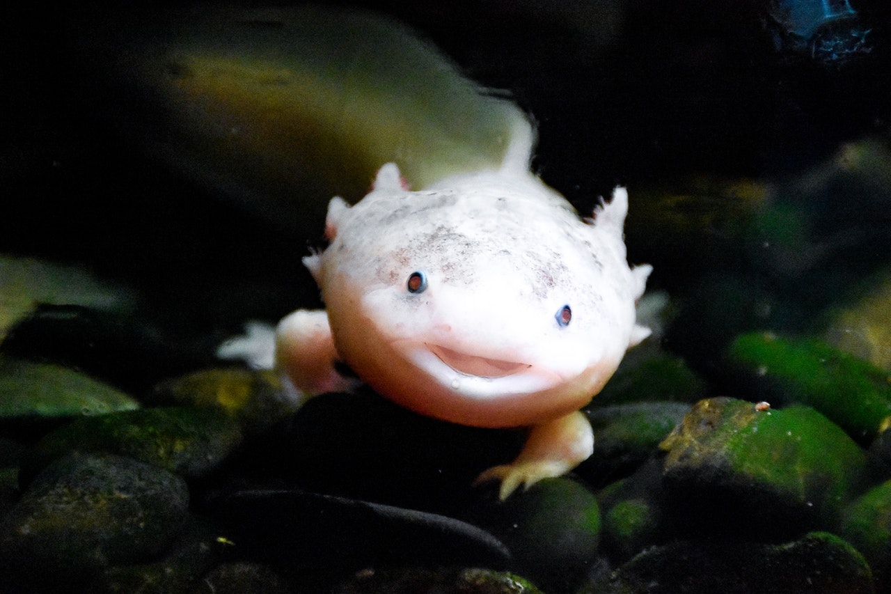 Los pequeños de cara sonriente que protegen en los canales de ...