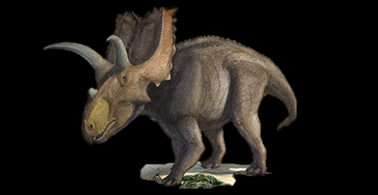 Coahuilaceratops magnacuerna - Amonite