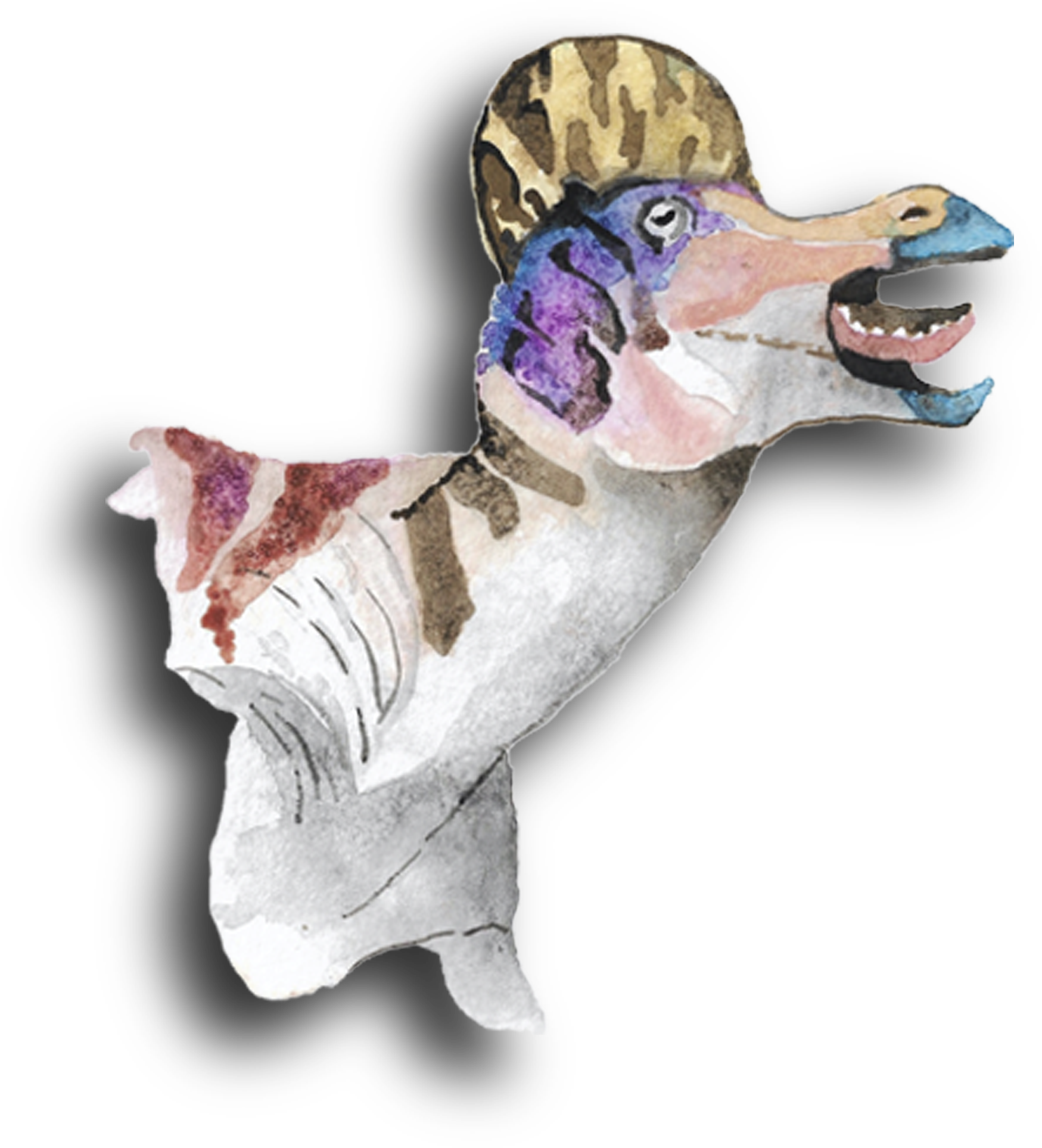 Latirhinus uitstlani - Amonite