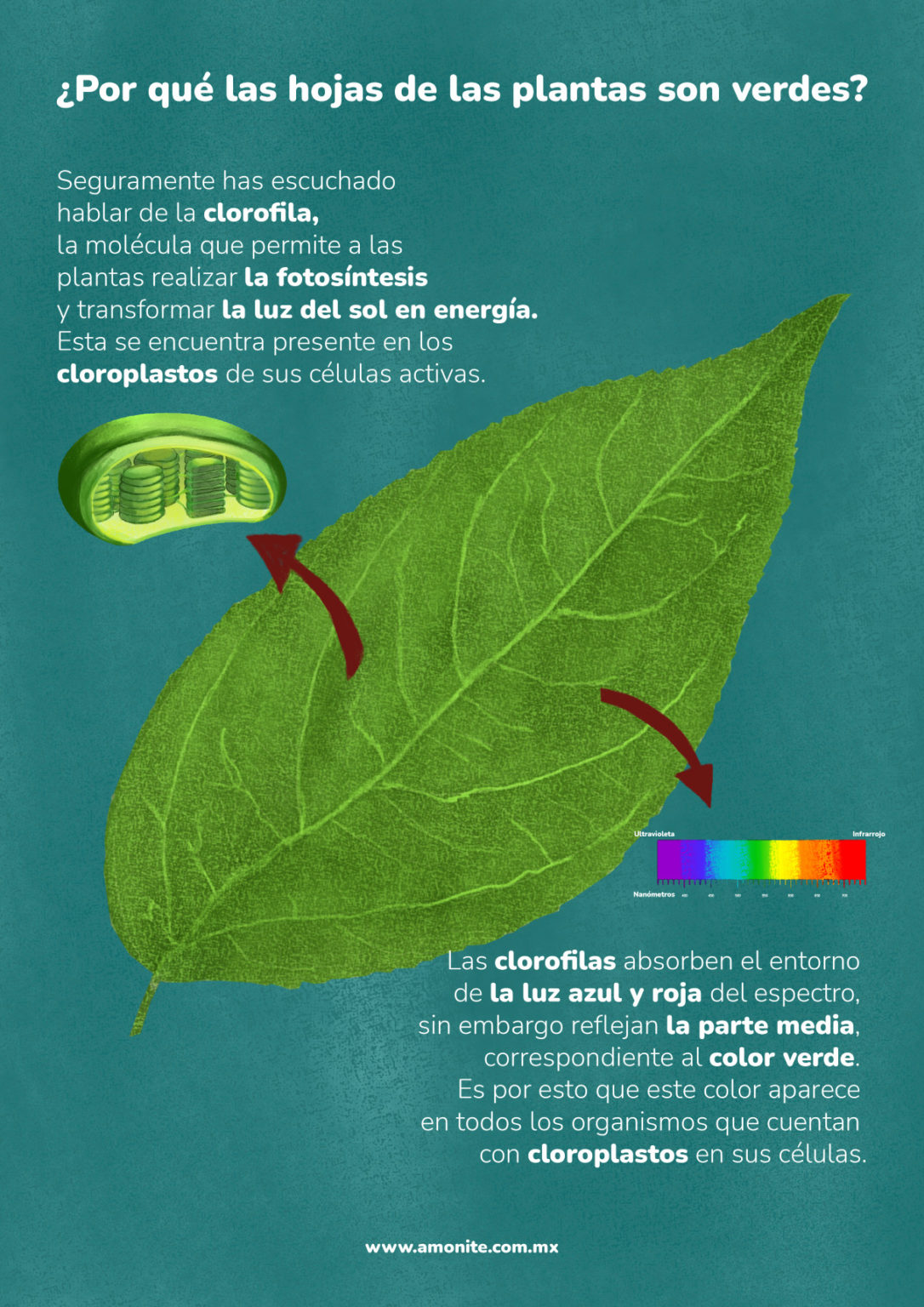 ¿Por qué las hojas de las plantas son verdes? - Amonite