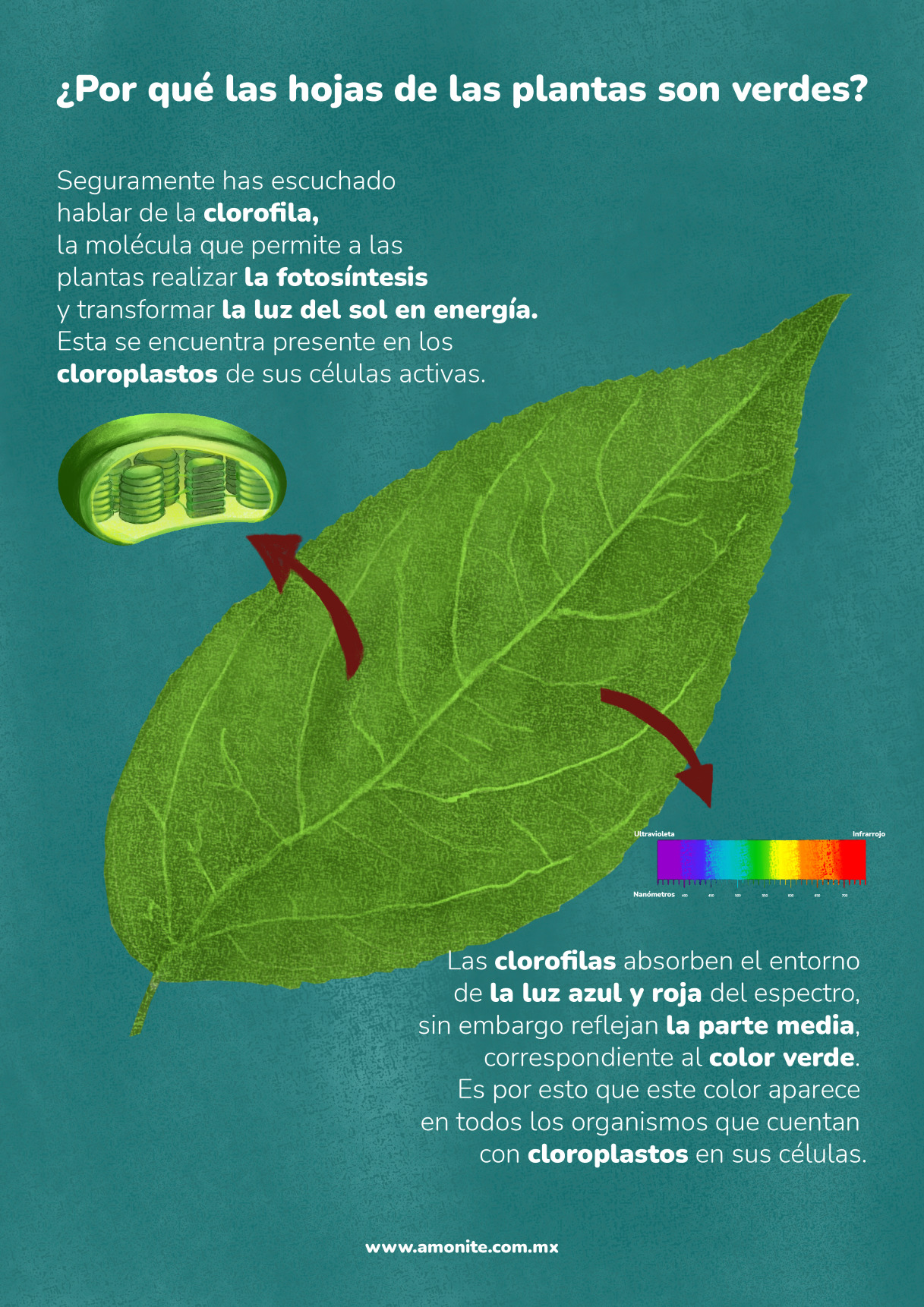 ¿Por qué las hojas de las plantas son verdes? - Amonite ¿Por qué las hojas de las plantas son verdes? - Amonite